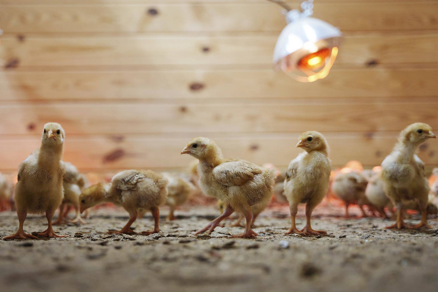 Delaware officials recover thousands of abandoned chicks from USPS truck