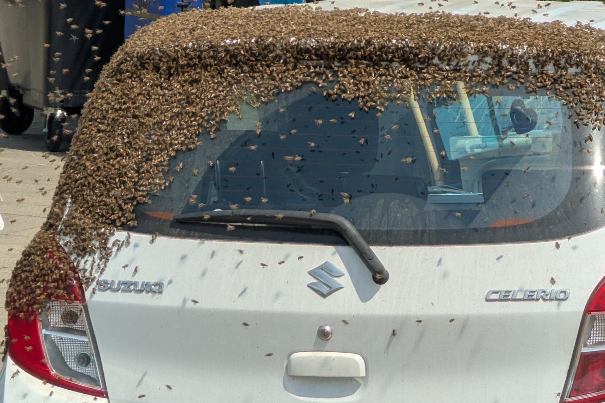 Bee swarm descends on car in Eastbourne