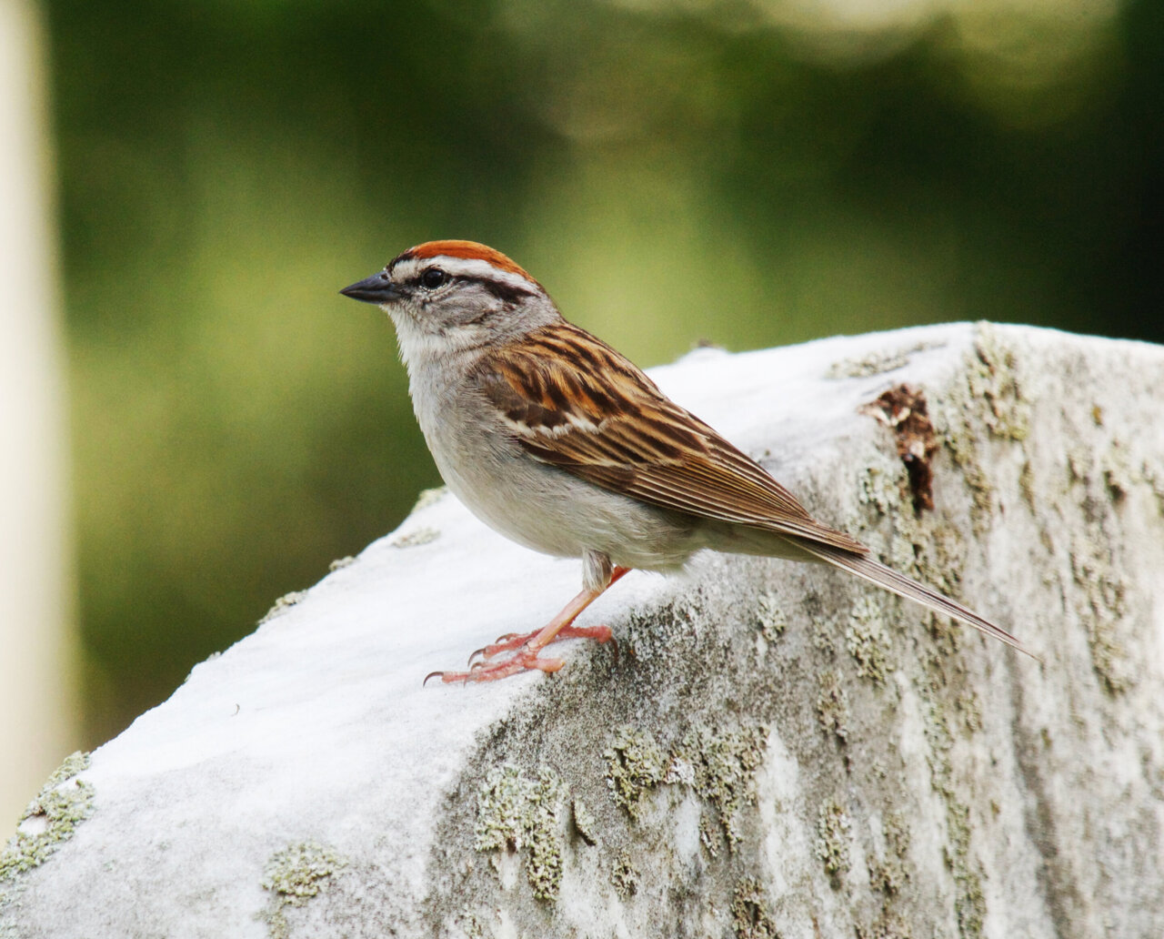Biologists first to link bird songs' pitch and volume, providing ...