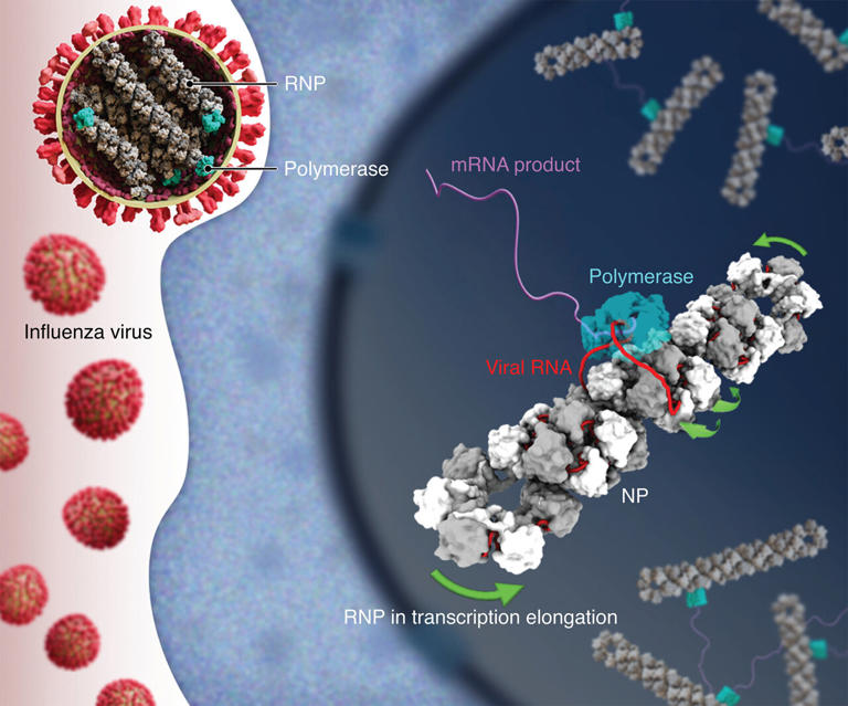 Non-seasonal flu vaccine slides closer to reality
