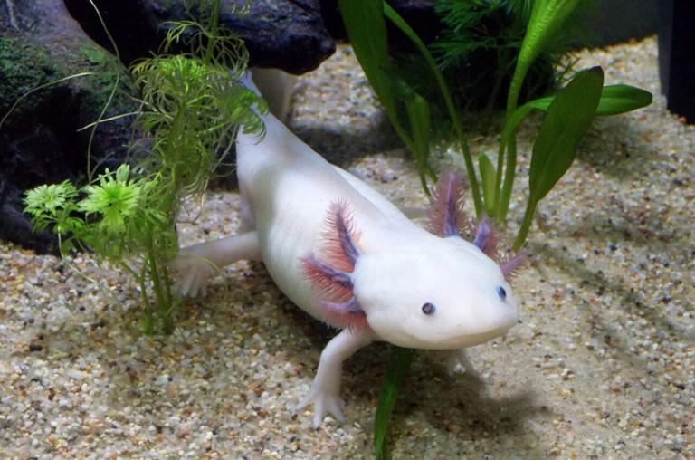 Hand2: Positional code that allows axolotls to regrow limbs found