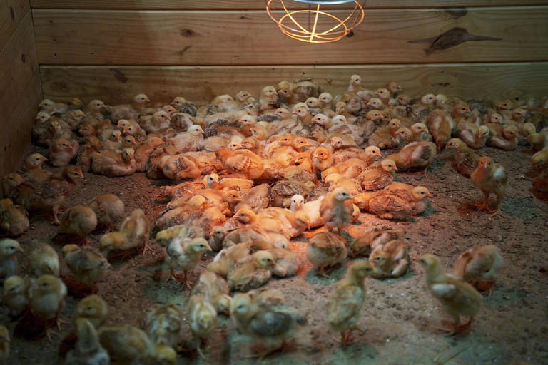 Delaware officials recover thousands of abandoned chicks from USPS truck