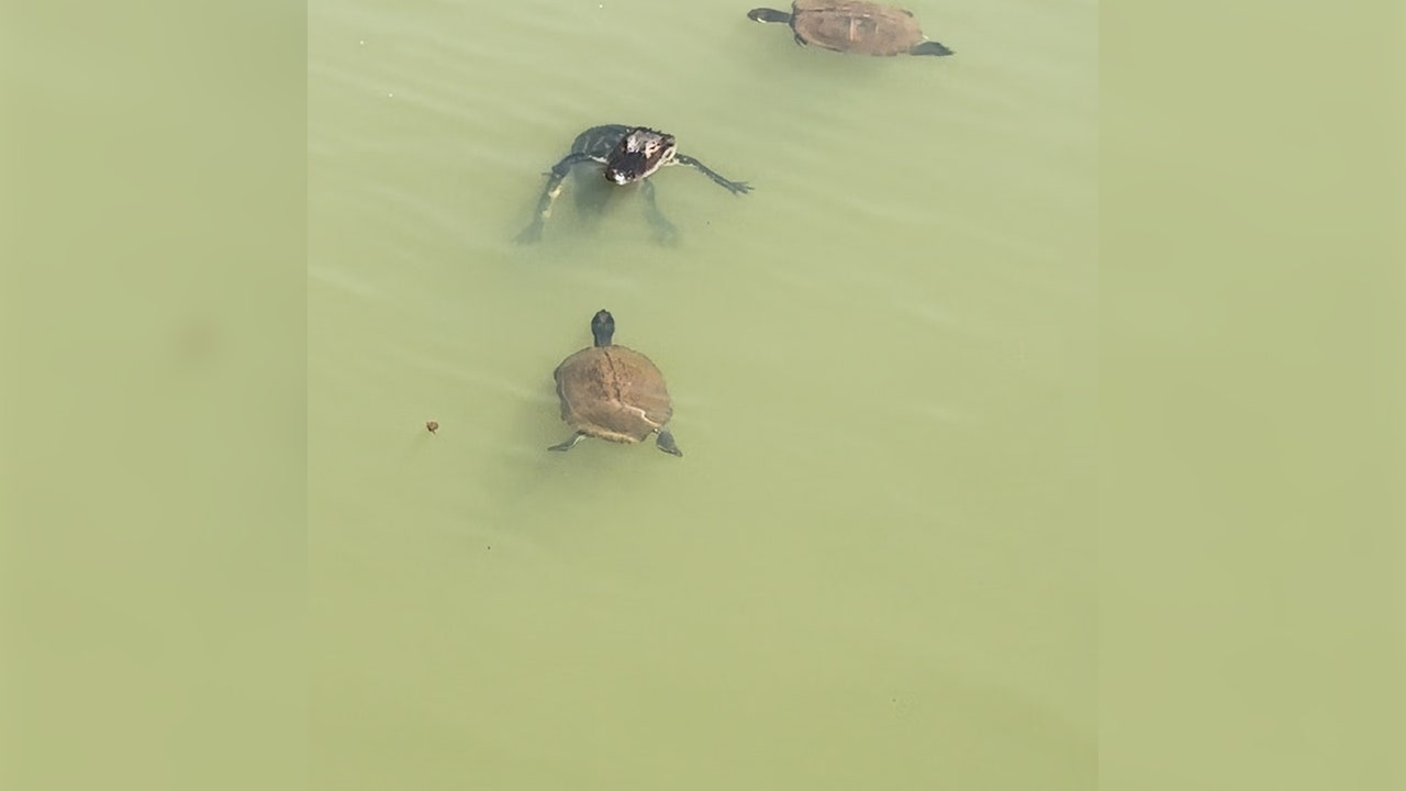 Video: Turtles 'bully' tiny baby gator in Florida pond