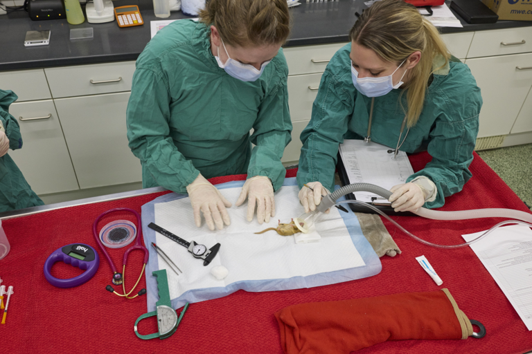 Rare hazel dormice released back into the wild after health checkup