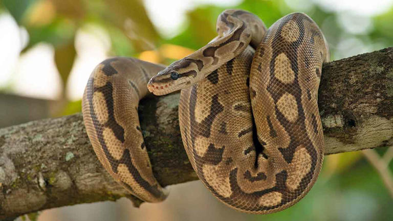 Scaled Facts: Are Snakes Reptiles?
