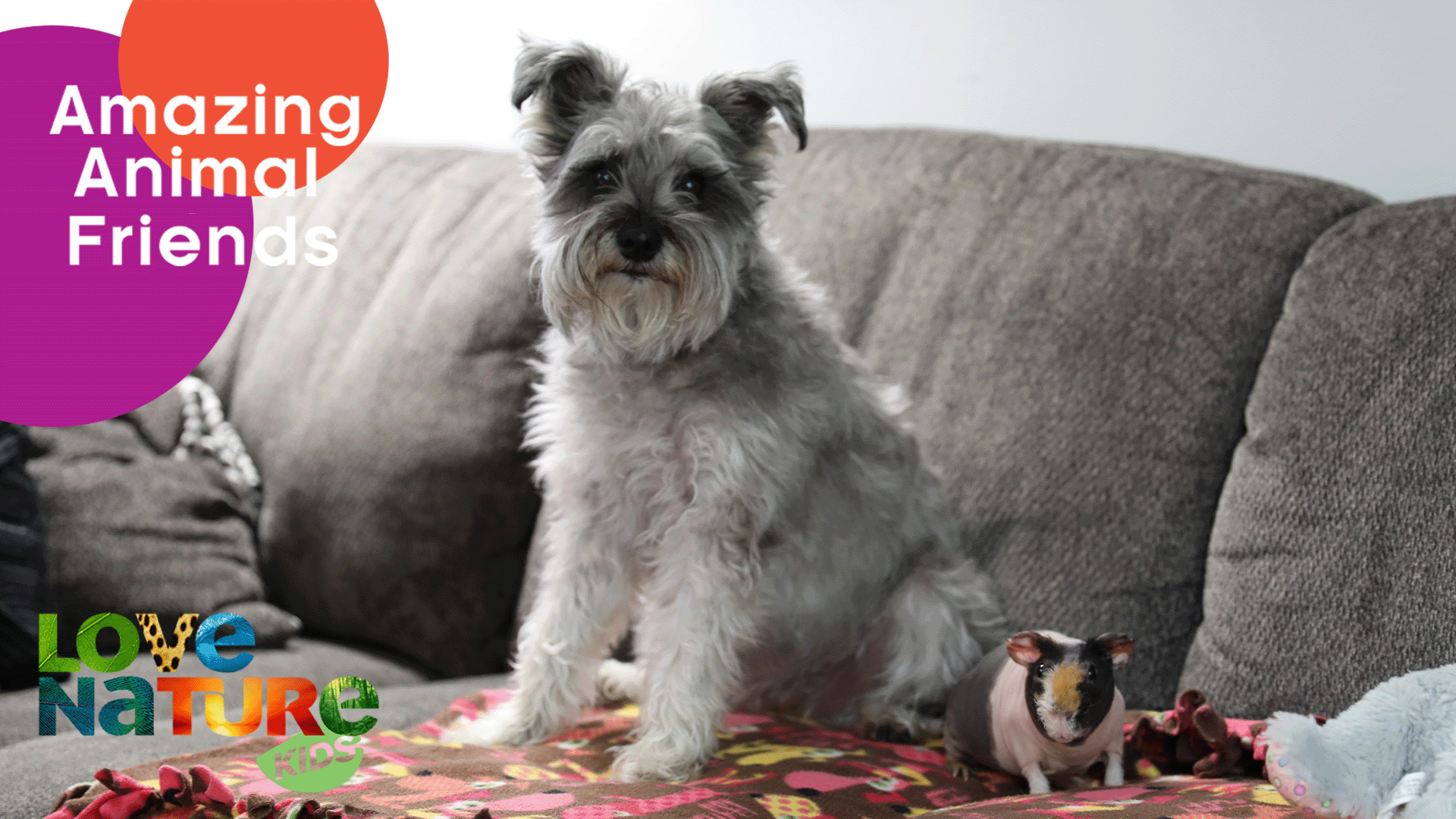 Guinea Pig and Dog are Two Peas in a Pod | Love Nature Kids