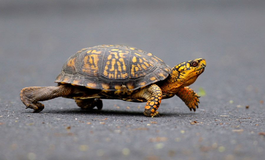 What to do if you see a turtle on the road