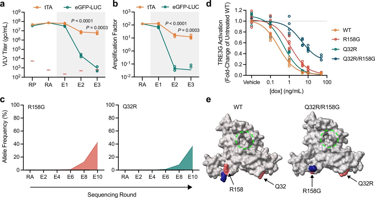Chimeric viral platform enables directed evolution of proteins for ...