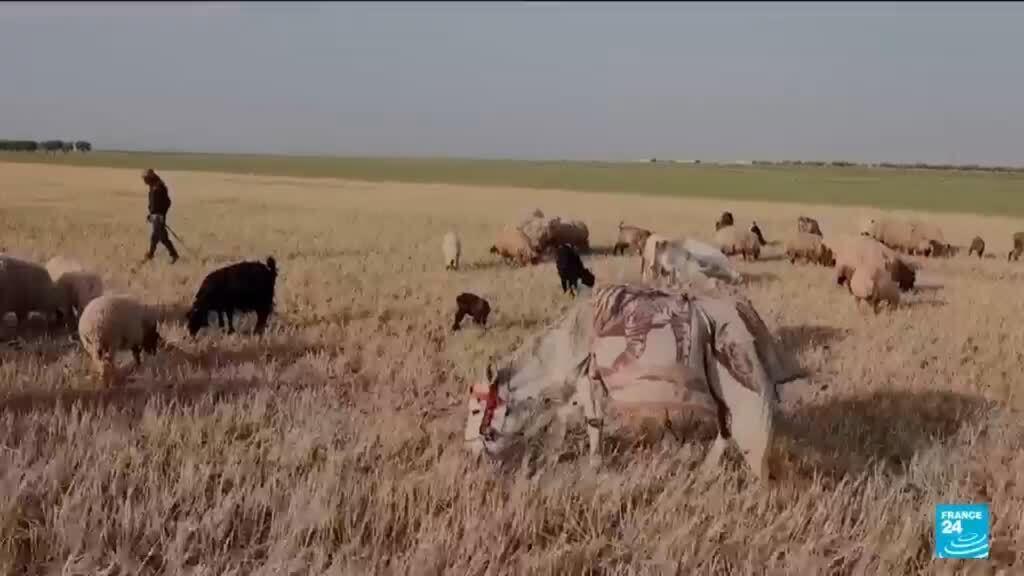 Drought-hit Syrian farmers could get help as sanctions lifted