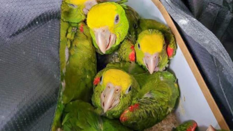 San Diego man accused of trying to smuggle 17 exotic birds into the U.S.