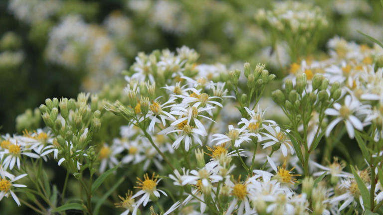 5 perennials that thrive on neglect – expert recommendations for low ...