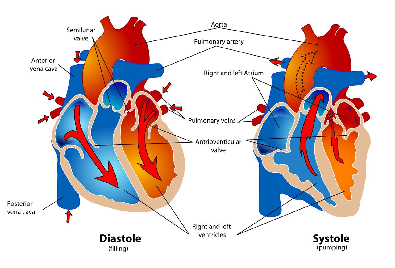 Risk calculator accurately estimates 10-year cardiovascular disease ...