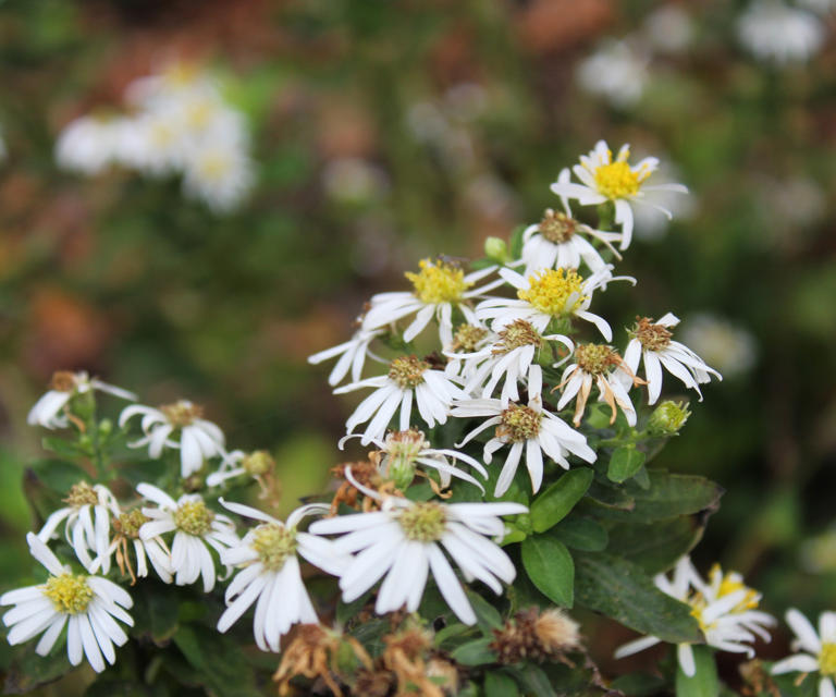 5 perennials that thrive on neglect – expert recommendations for low ...