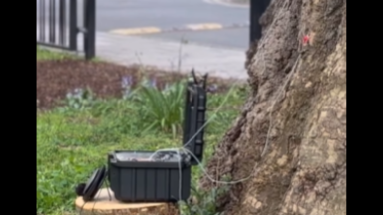 Dublin’s ‘Talking Tree’ Makes Waves! A Technology Project Gives ‘Voice ...