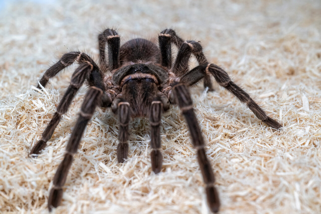 Factors behind why some spiders are more venomous than others revealed