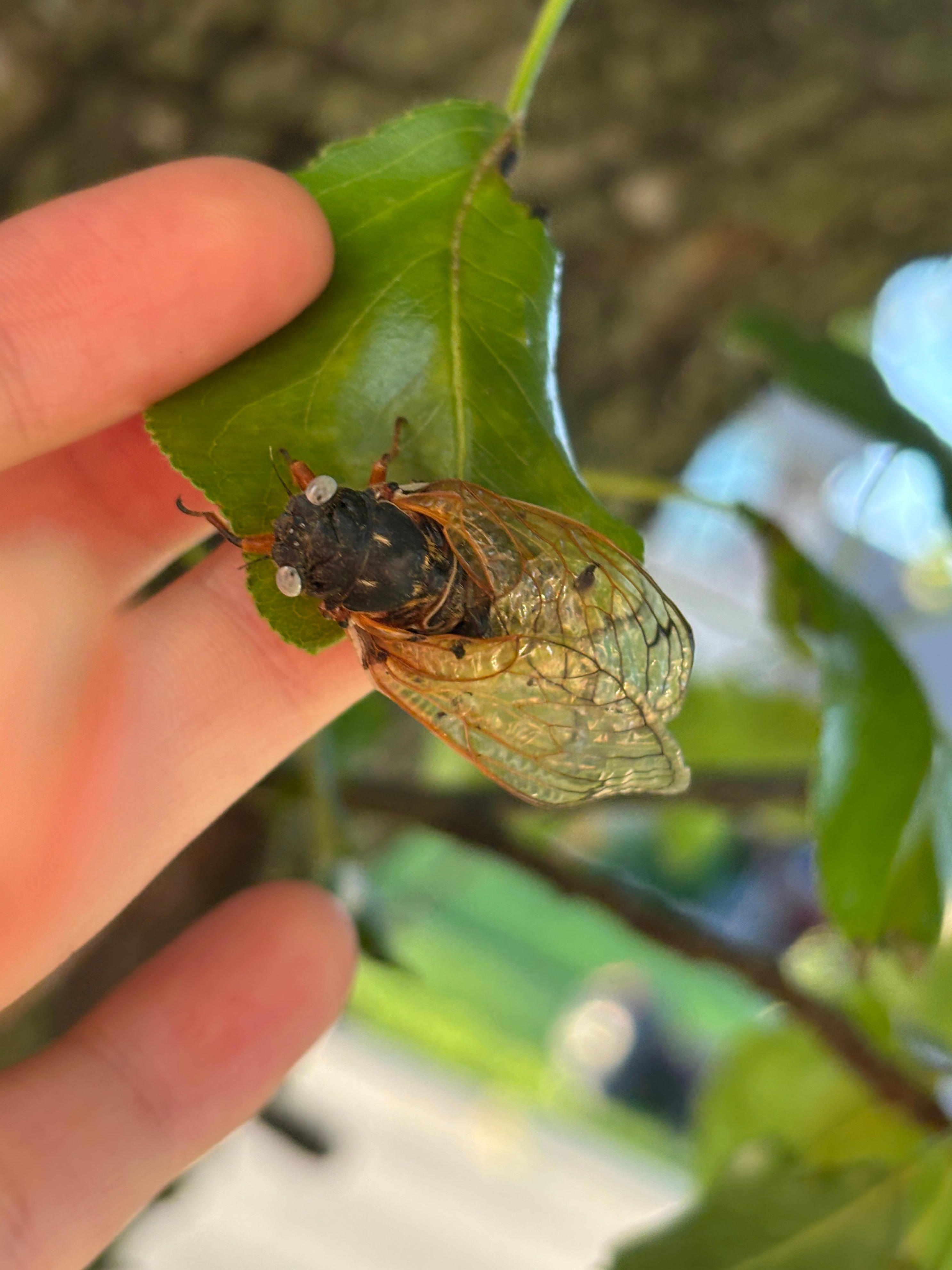'Relatively rare' blue-eyed cicada spotted in Greater Cincinnati. Take ...