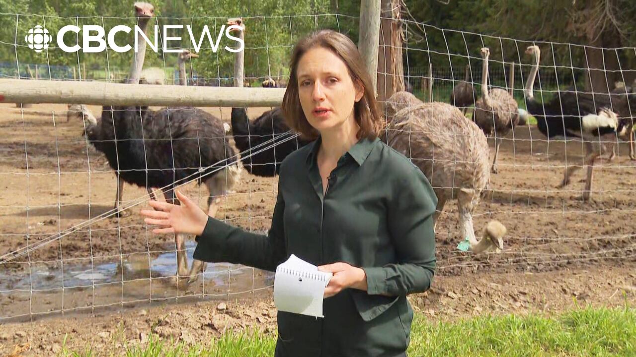 People gather at B.C. ostrich farm to protest order to cull flock of birds