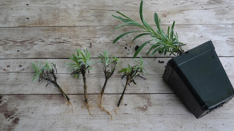 Is It Better To Propagate Lavender In Soil Or Water? Here's The Best Method