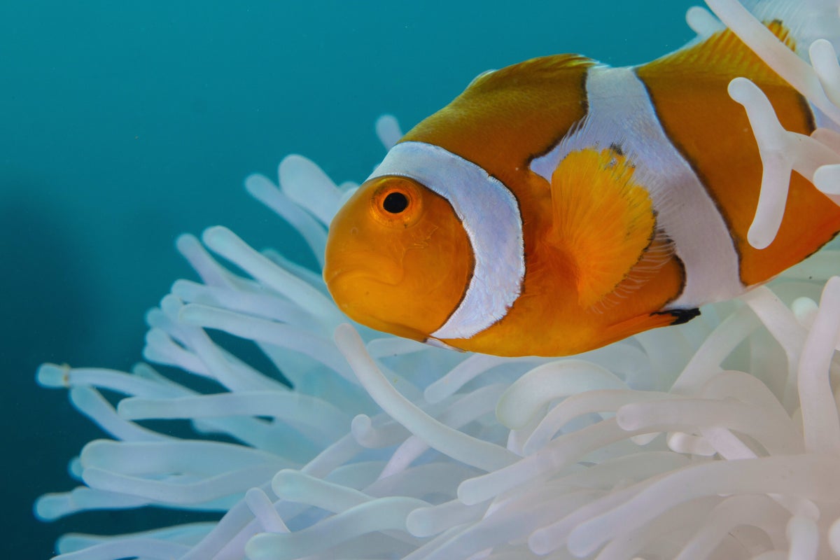 Clownfish shrink their bodies to survive ocean heat waves