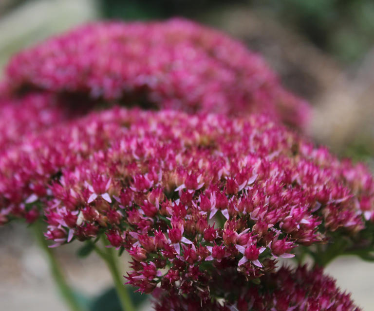 5 perennials that thrive on neglect – expert recommendations for low ...