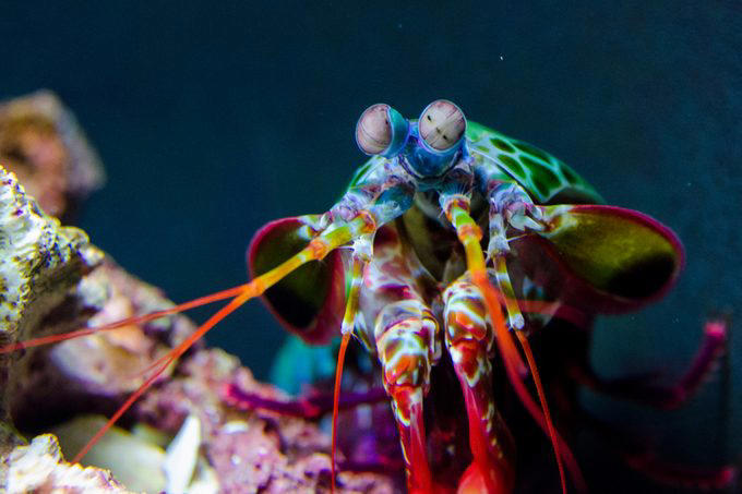 23 of the Most Colorful Animals in the World