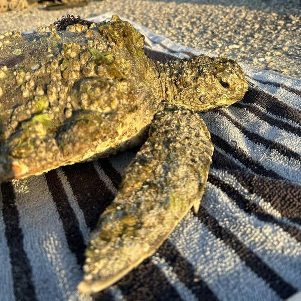Sea turtle covered in 1½ pounds of barnacles 'on the way to recovery'