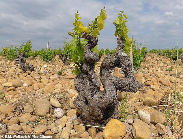 The popular wines most at risk from climate change - so, is your ...