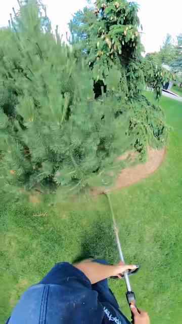 Easy Lawn Care Routine for Busy People