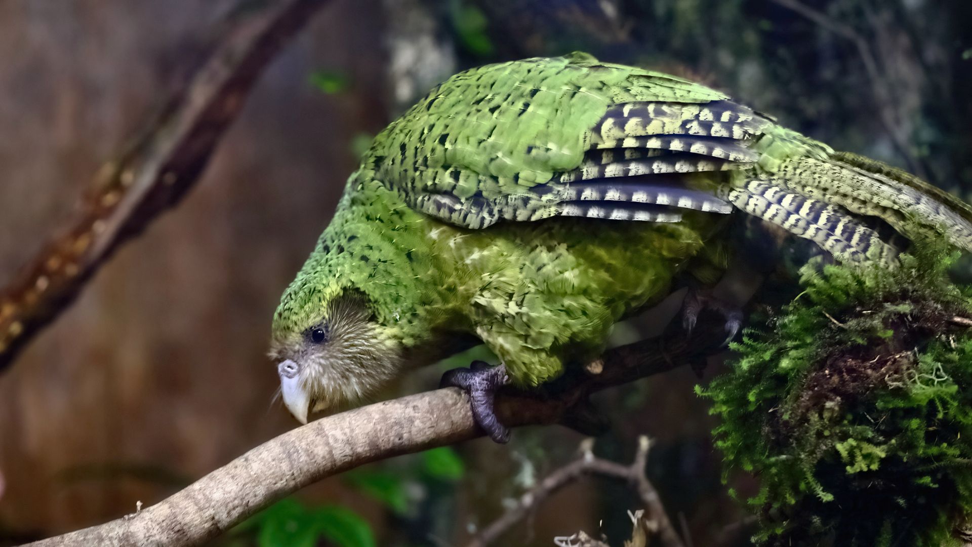 Artificial insemination helps endangered parrots breed again after near ...