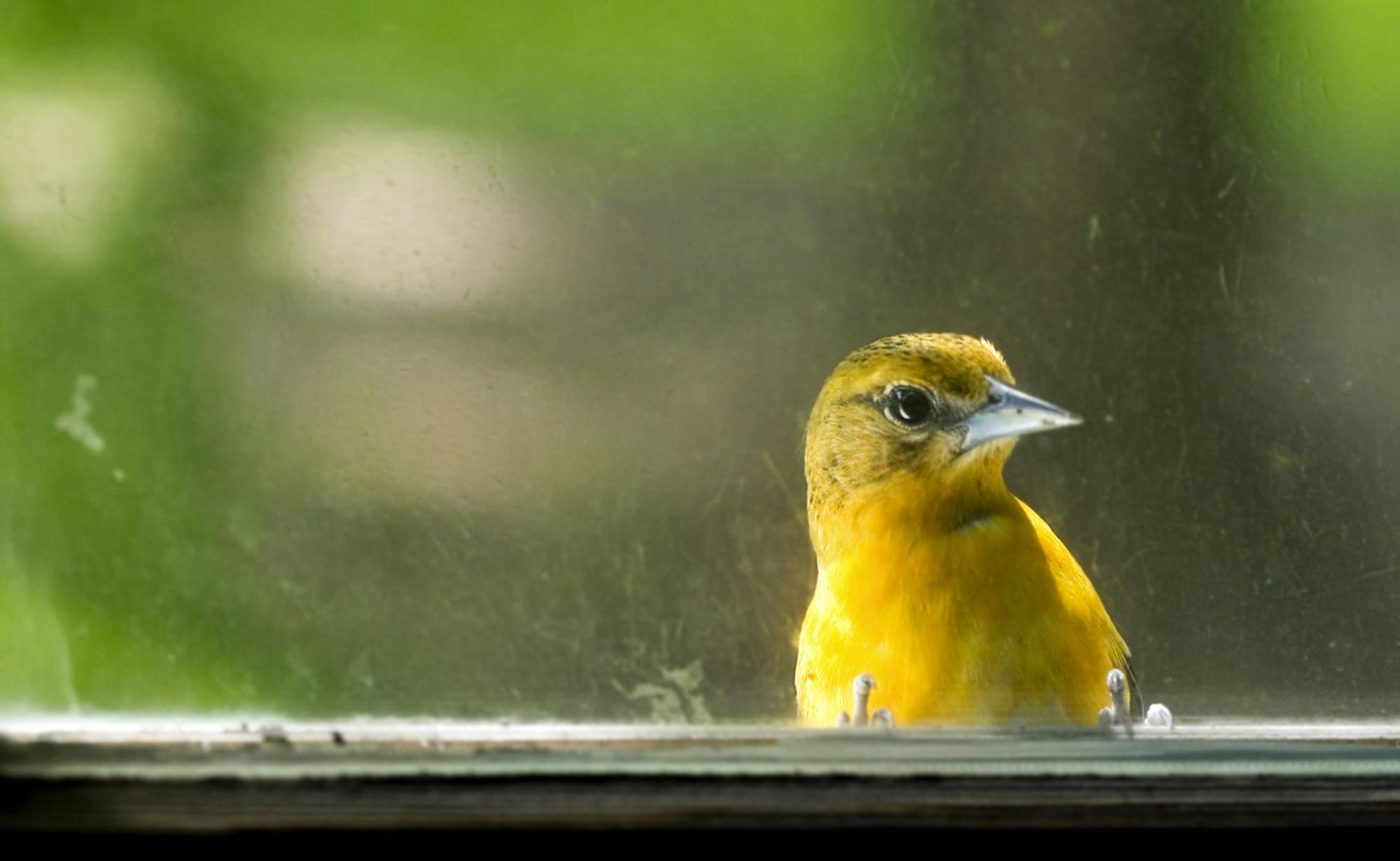 Windows are the No. 1 human threat to birds – an ecologist shares some ...