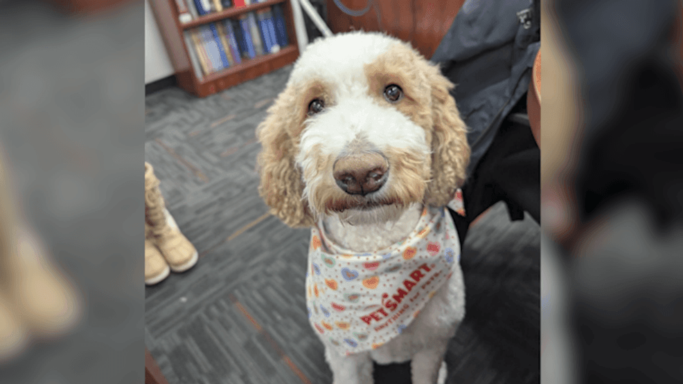 Benny the dog brings comfort to AMR Ambulance staff