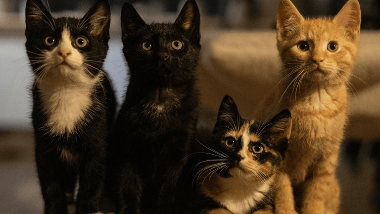 Why Do Cats Act So Weird at Night?