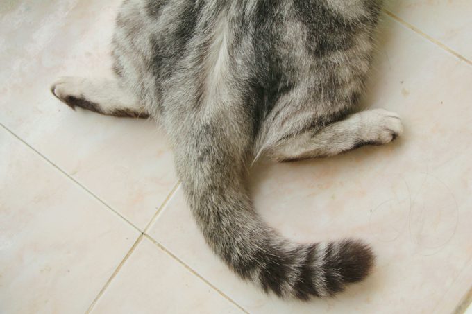 16 Funny Pet Slang Words You Never Realized Existed