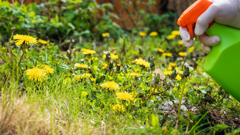 What To Know Before Using Bleach To Control Weeds On Your Grass