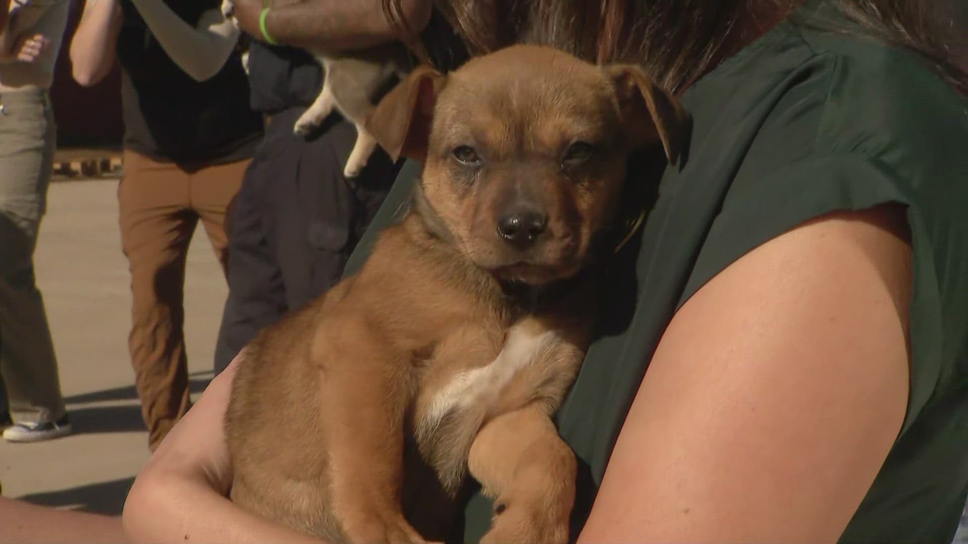 Colorado firefighters pose for puppy rescue calendar