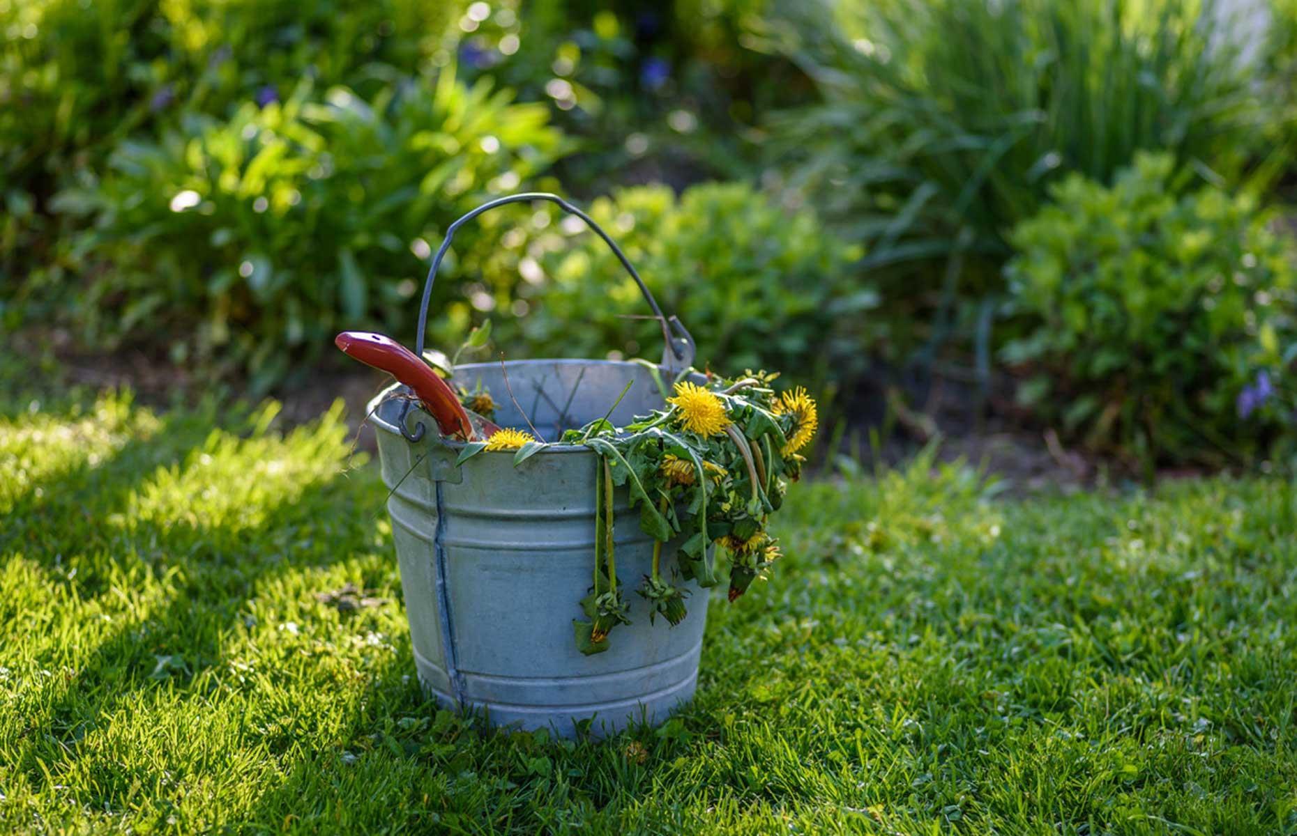 32 common gardening mistakes you need to avoid