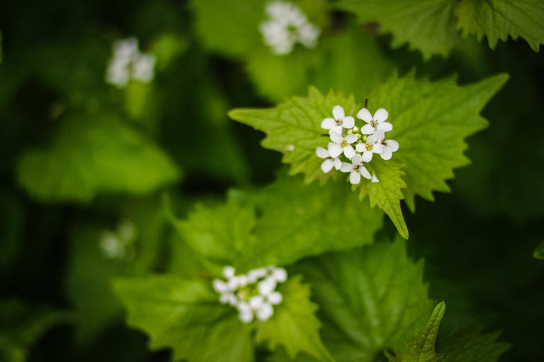 Garlic Mustard: A Noxious Invasive Weed