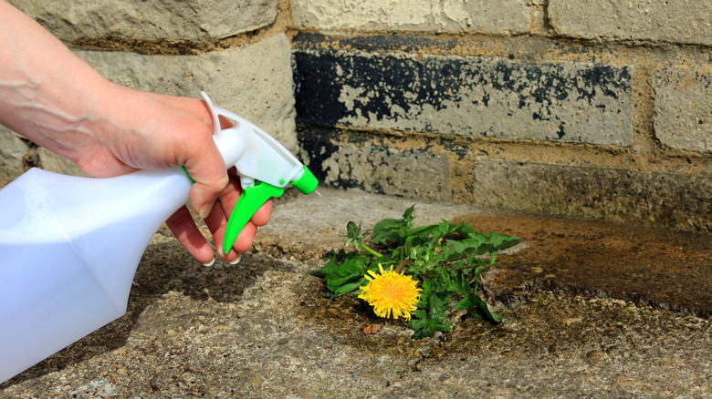 What To Know Before Using Bleach To Control Weeds On Your Grass