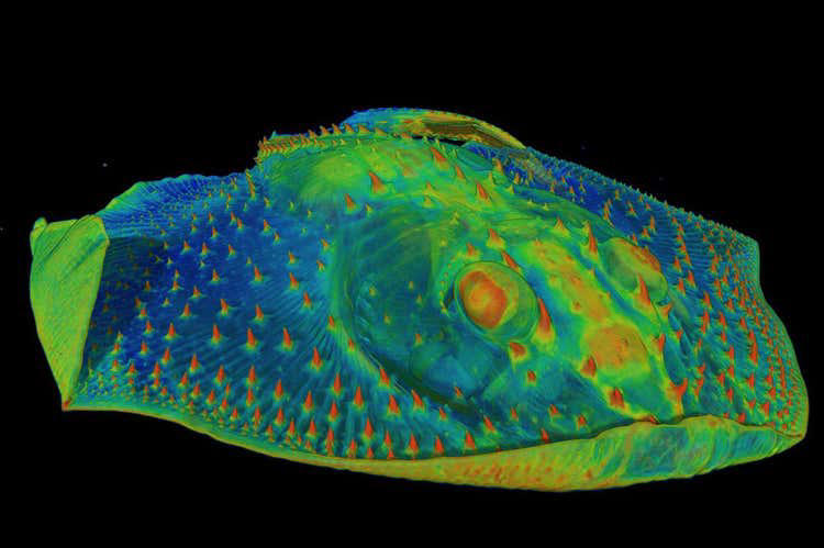 The first teeth were sensory organs on the skin of ancient fish