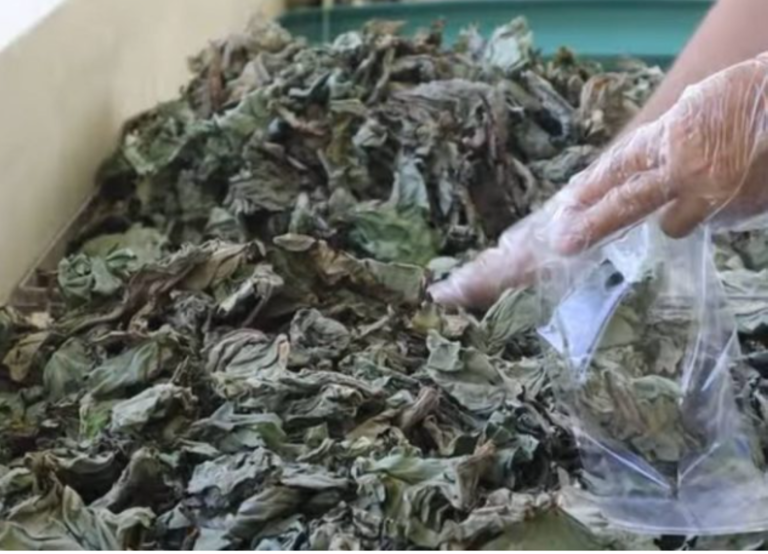 Daet 'gabi' farmers get DOST assistance