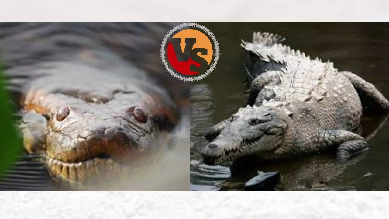 Crocodile vs Anaconda: Who will win a fight on the basis of size ...