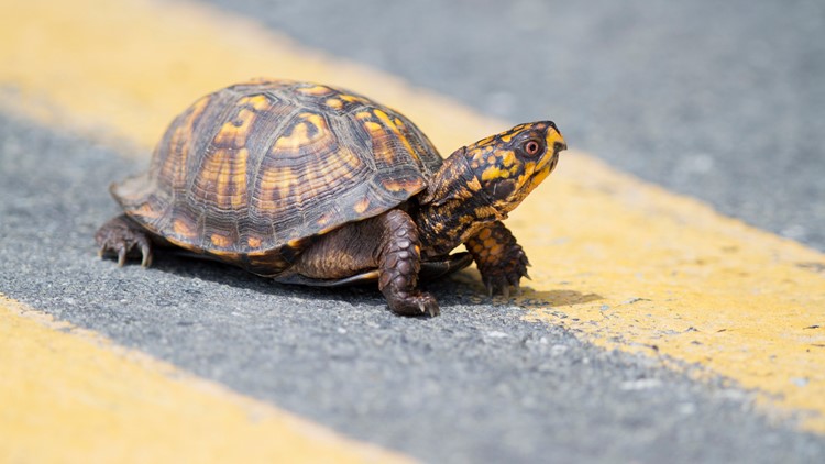 DEC reminds New Yorkers to 'give turtles a break' while driving