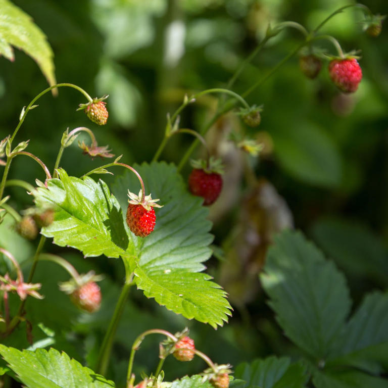Alpine strawberries are the unexpected 'it' plant of the Chelsea Flower ...