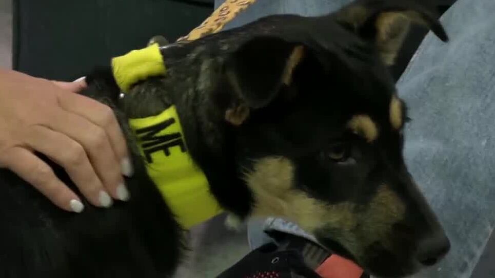 Shelter Spotlight: Meet Sprite, the 5-month-old German Shepherd mix
