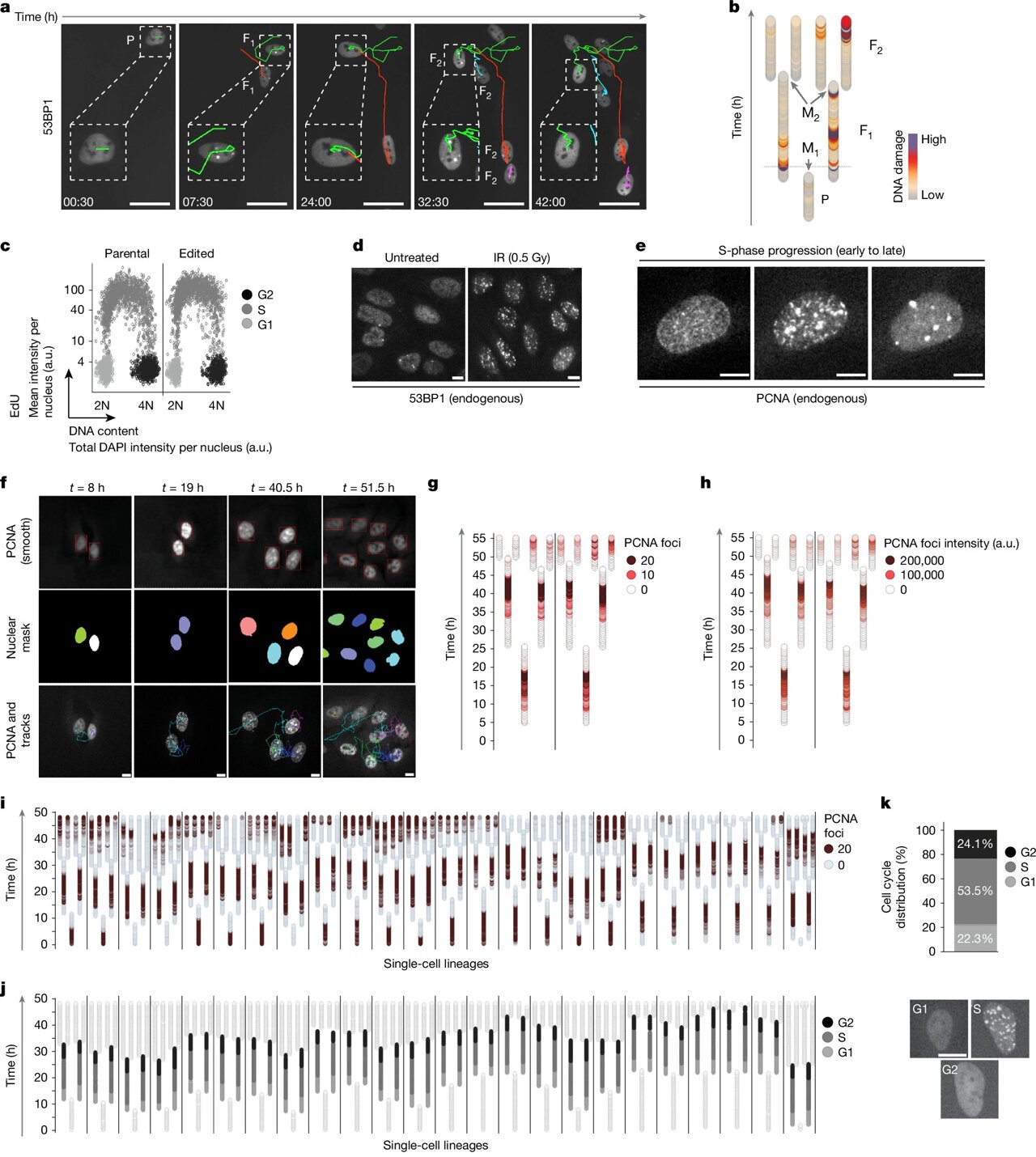 Stress-induced changes in generations of cancer cells tracked live ...