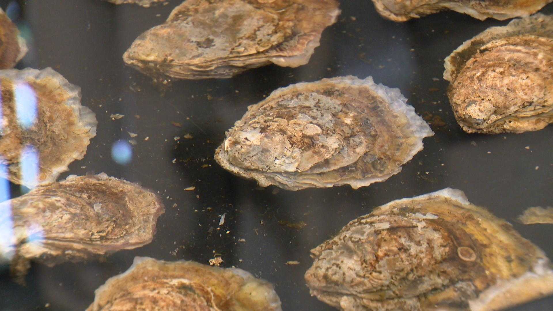 Aquaculture industry seeks to fill need for more oyster seed