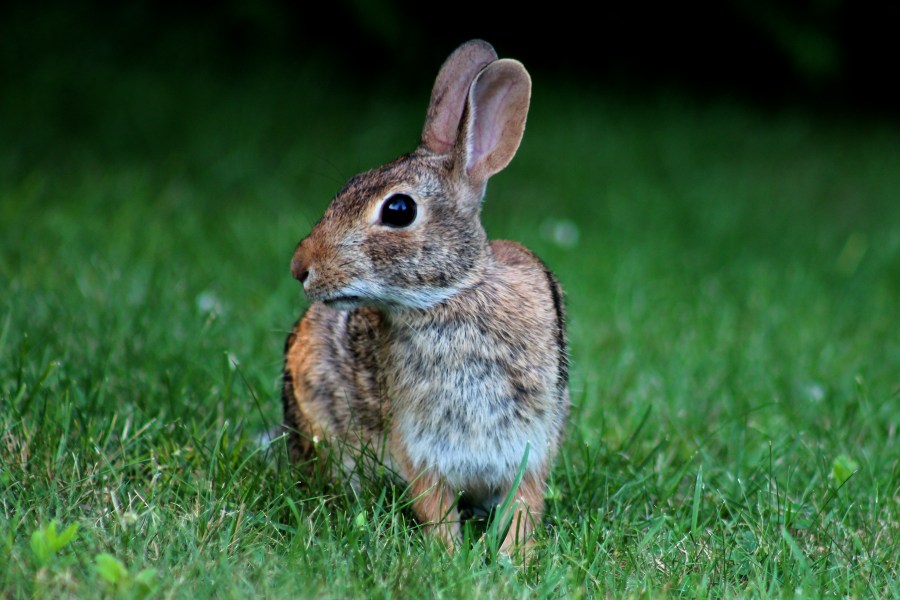 Salemtown neighbors help cottontails during breeding season with ...