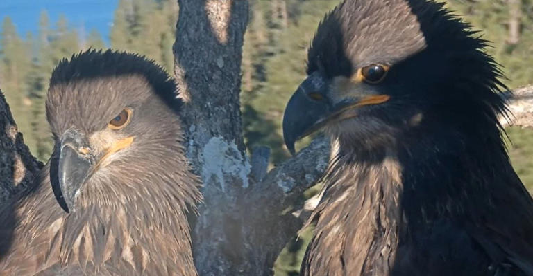 Bald eagles Jackie and Shadow welcome first egg of 2026 at Big Bear nest