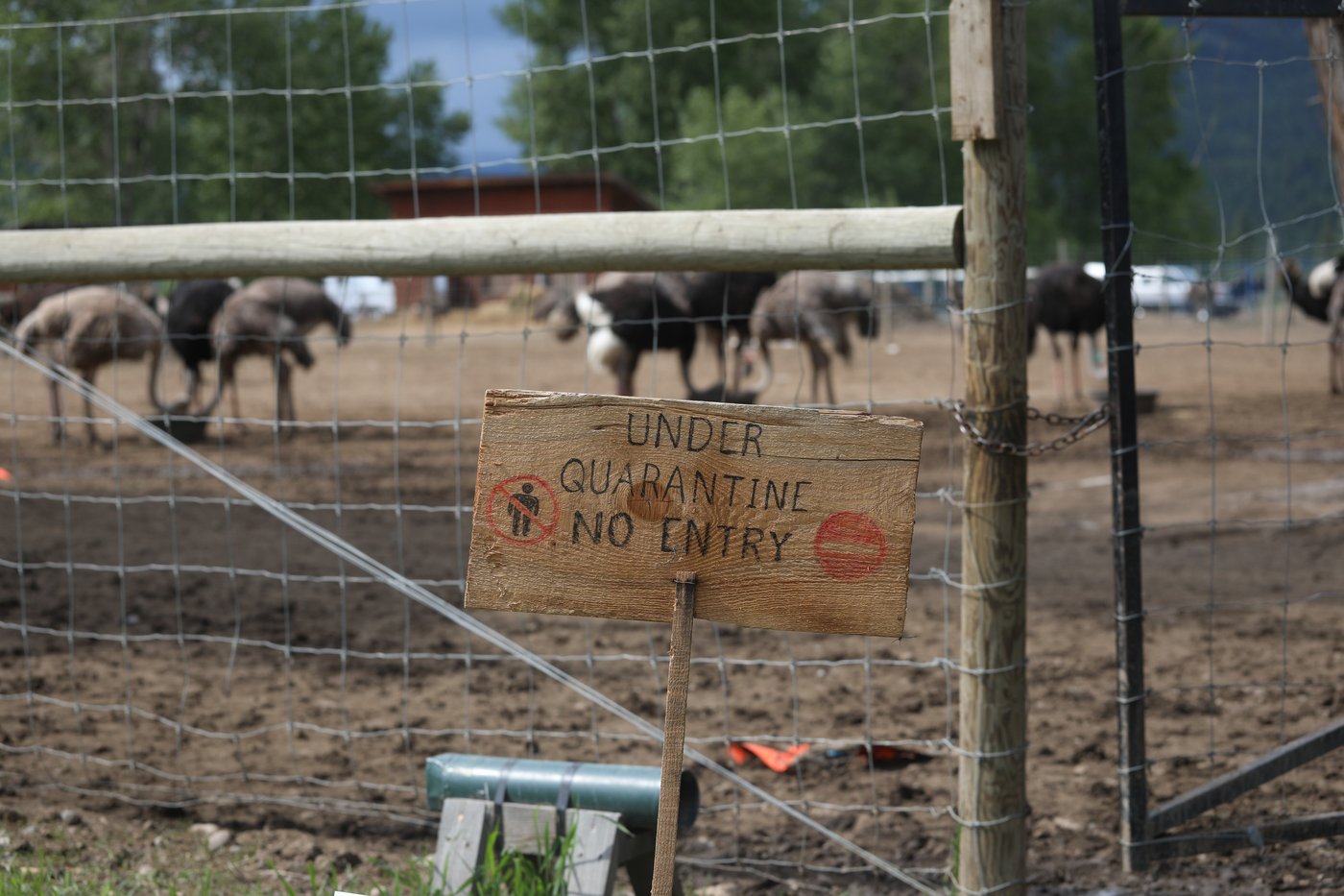 Photo Gallery: Protesters try to prevent ostrich farm cull after avian ...