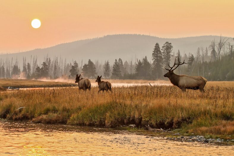 A Rare Piebald Elk Was Spotted In A Small Town That Leads To The Rocky ...